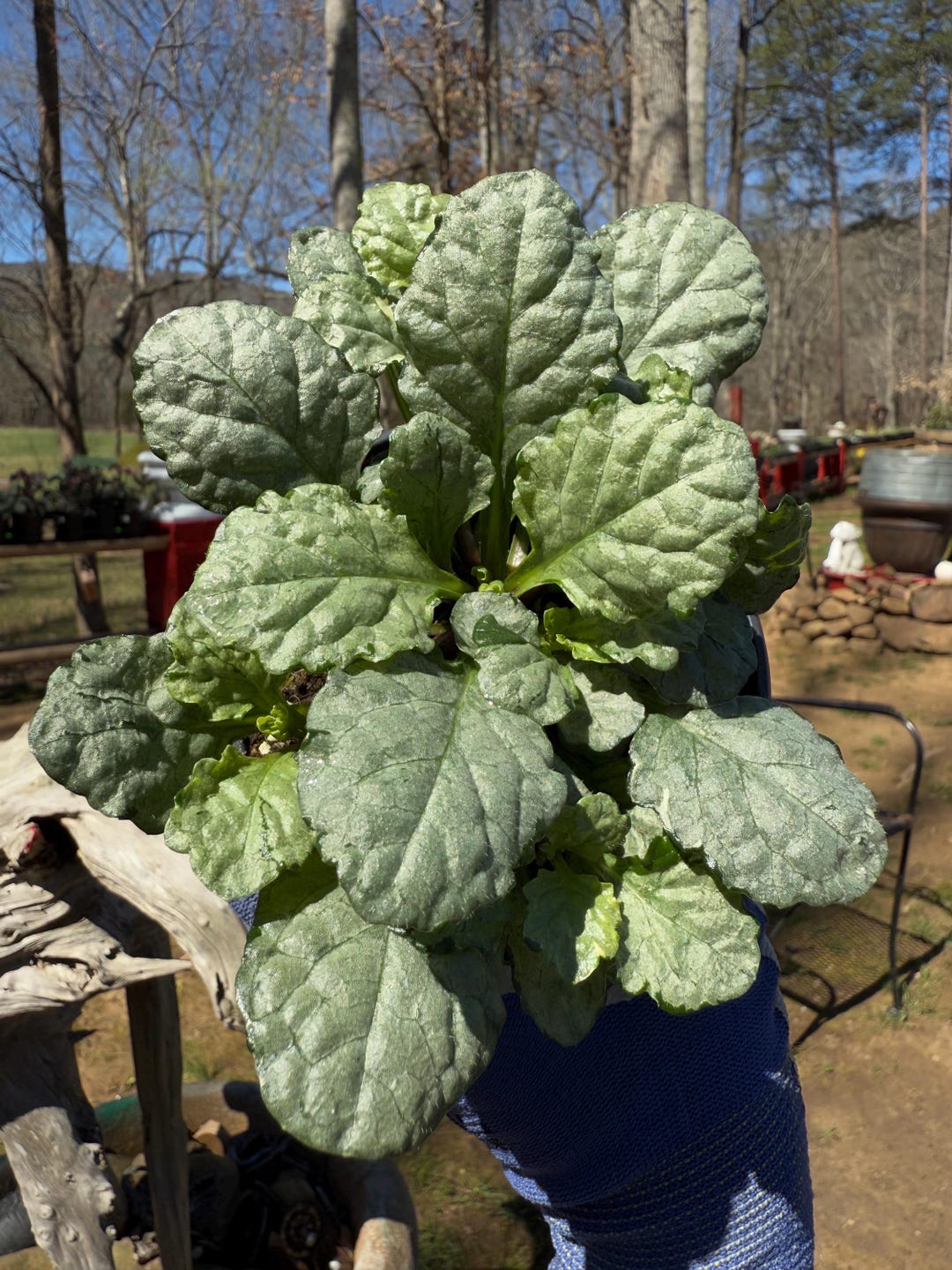 AJUGA Super Hardy and Low Maintenance 4" You Will Received 2 Pot in the ...