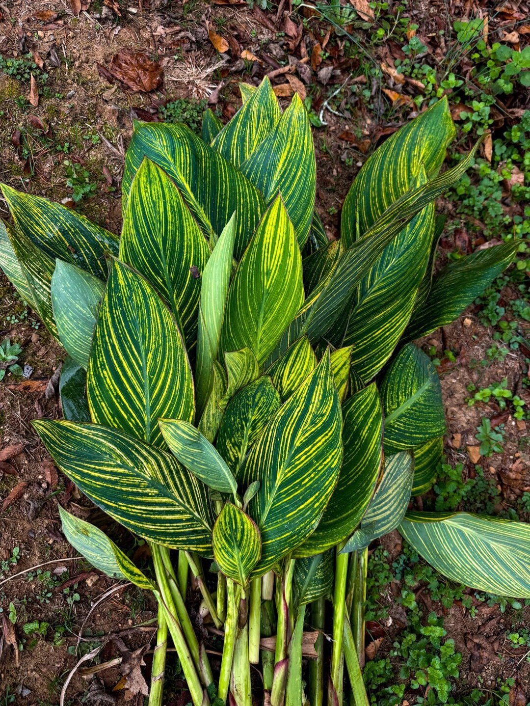 4 Bengal Tiger “pretoria” Canna Lily Rhizome Bulbs Orange Blooms - Etsy