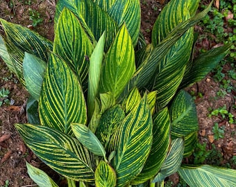 Bengal Tiger Canna Lily Landscape Bulb - Etsy