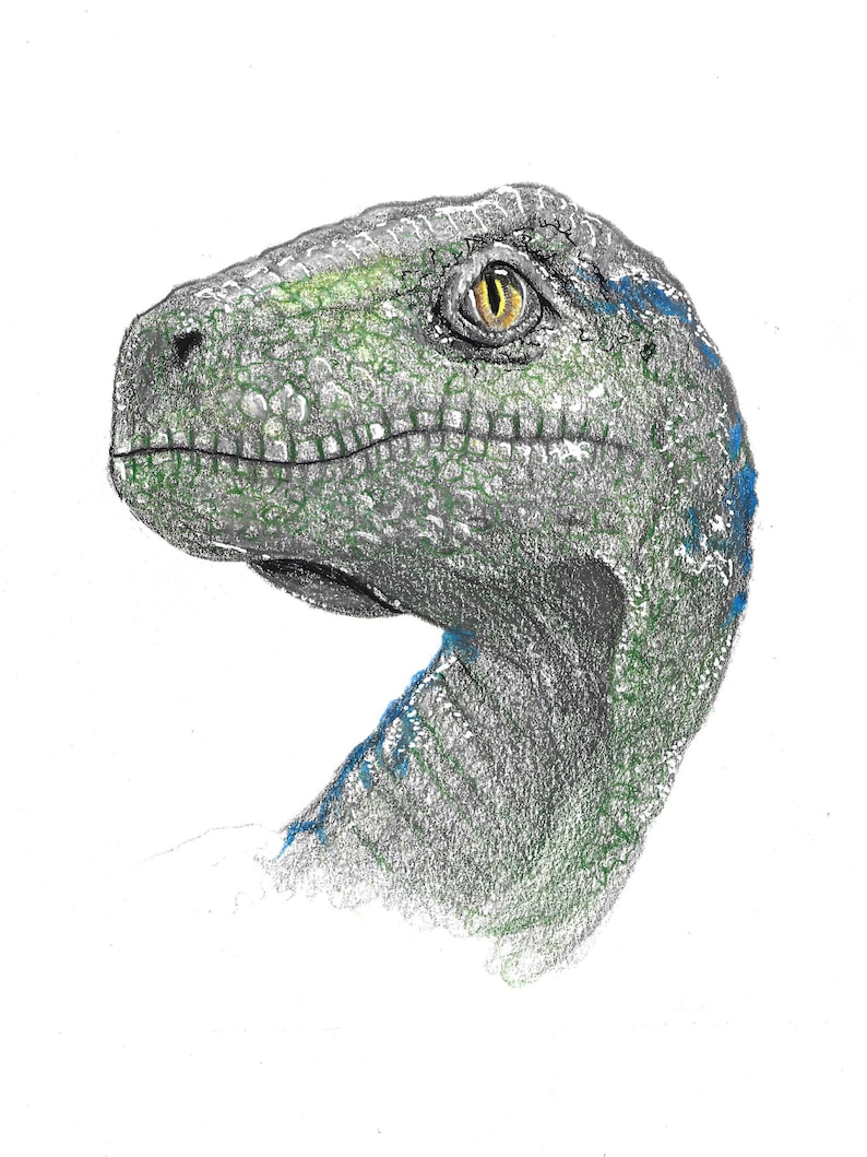 Jurassic Park Blue Raptor Colored Pencil Drawing - Art Print - Etsy