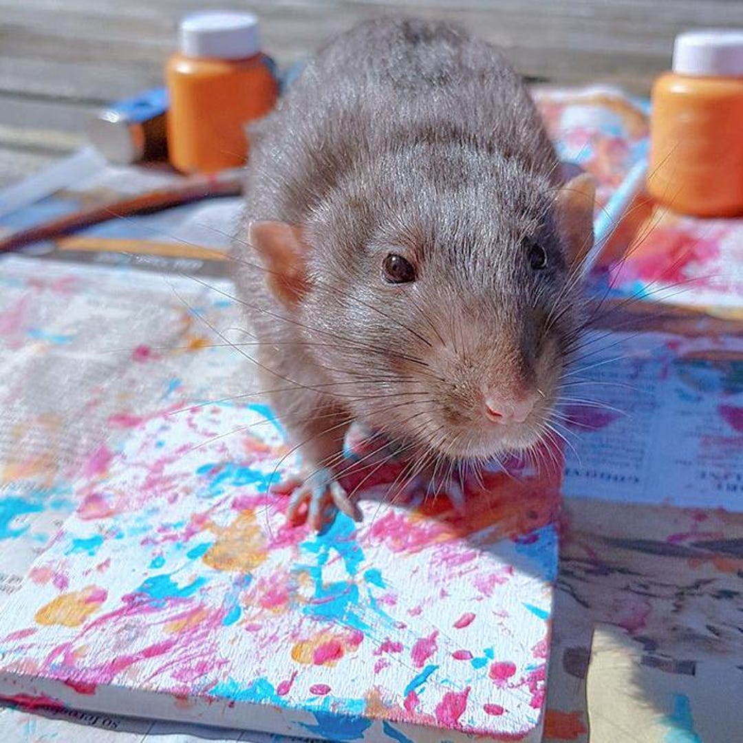 Mini Rat Painting Rat Painted Canva Tiny Paws Rat Canvas Commission Pet ...