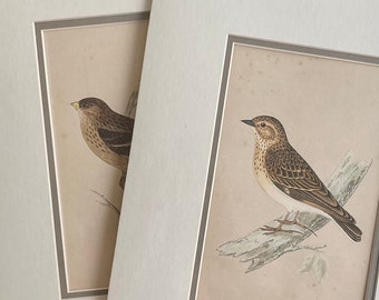 Antique Hand Colored Prints - Etsy