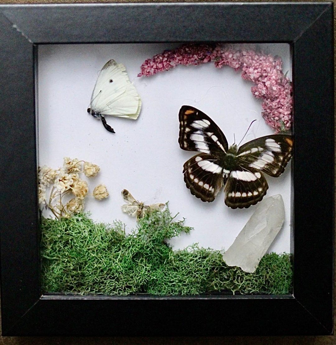 5x5 Butterfly & Crystal Shadow Box - Etsy