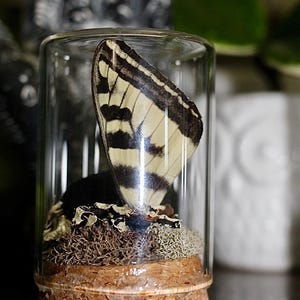 Butterfly Wing Terrarium Jar - Etsy