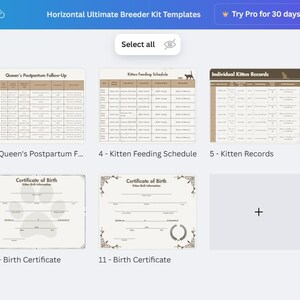 Editable Cat Breeder Kit: Canva Templates, Pedigree & Birth ...