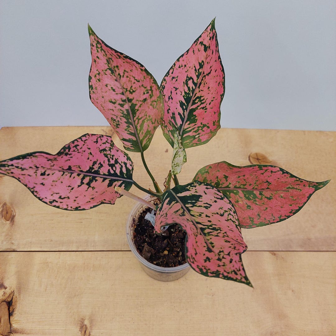 Aglaonema Pink Komkoon | Rare Exotic Plant | Rplantasian | Exact Plant ...