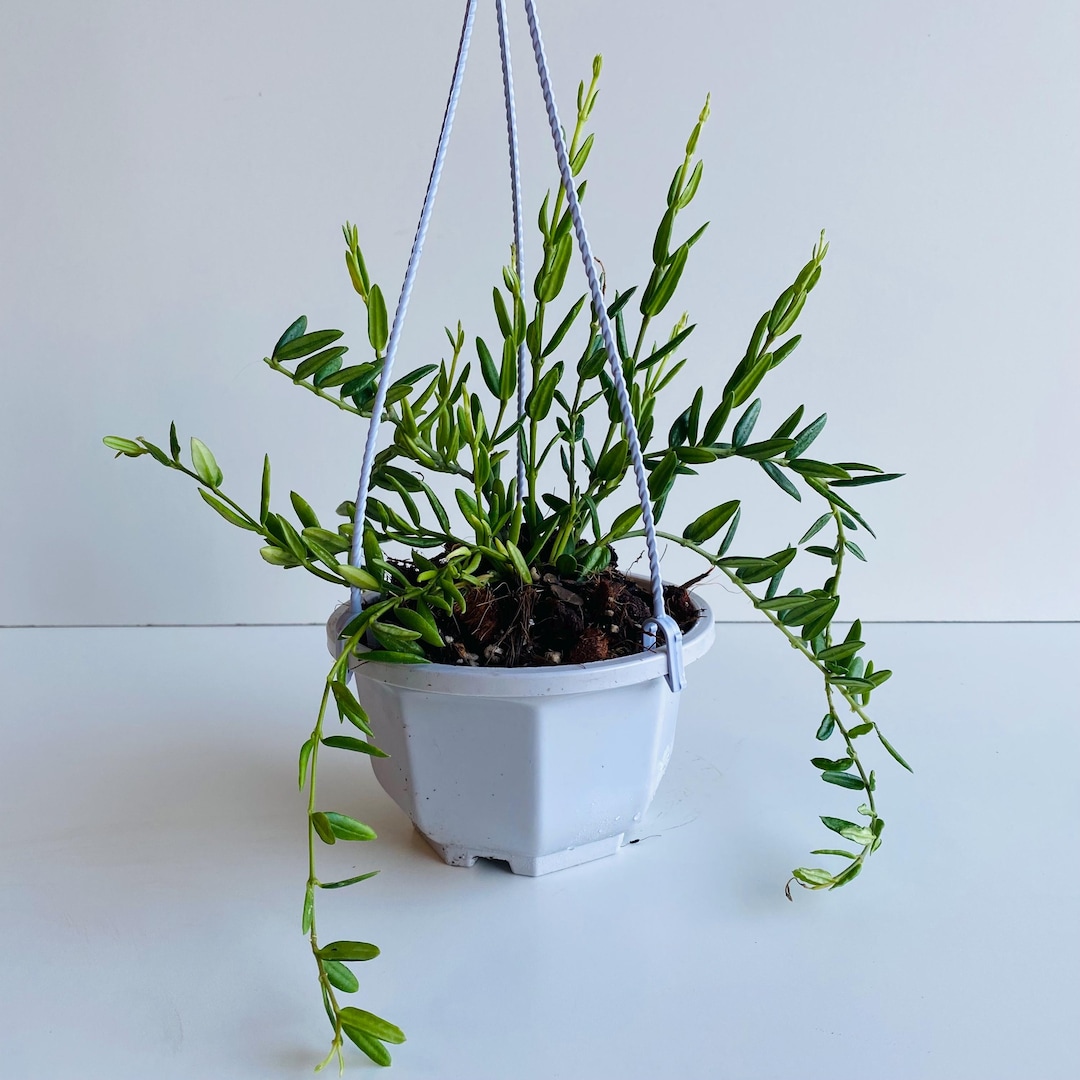Hoya Engleriana – 4″ Hanging Pot – Stunning Foliage – Live Tropical ...