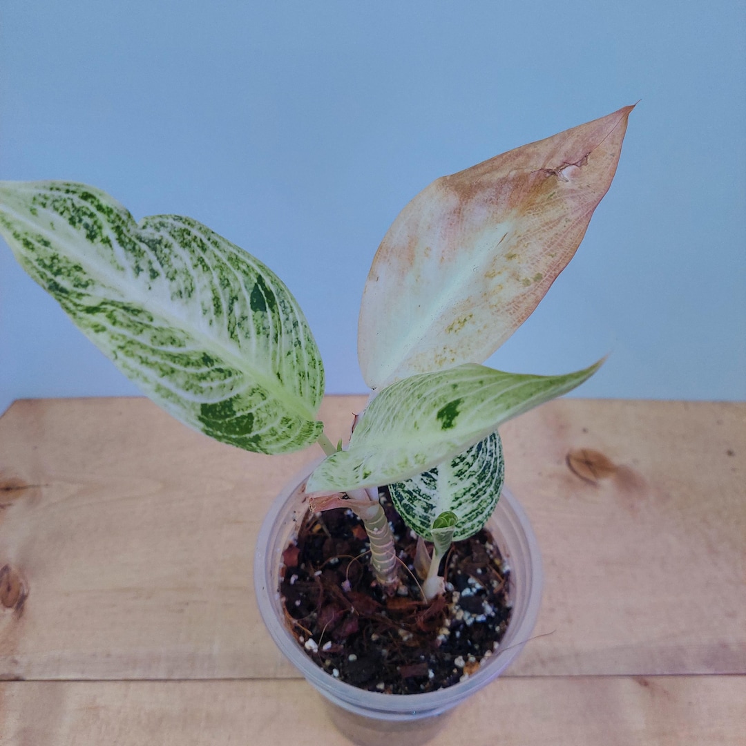 Aglaonema White Widuri | Rplantasian | Exact Plant - Etsy