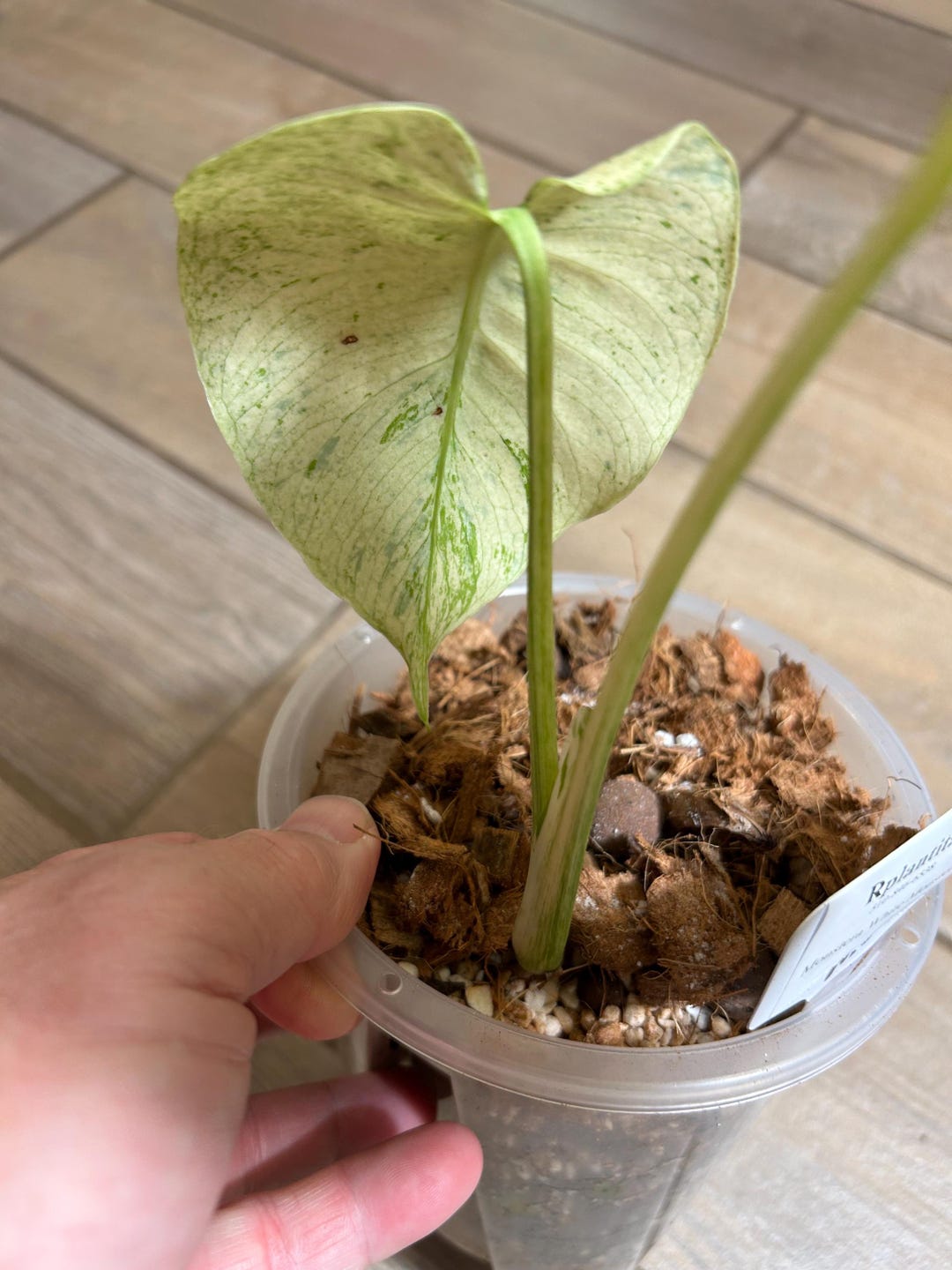 Monstera White Monster - Etsy