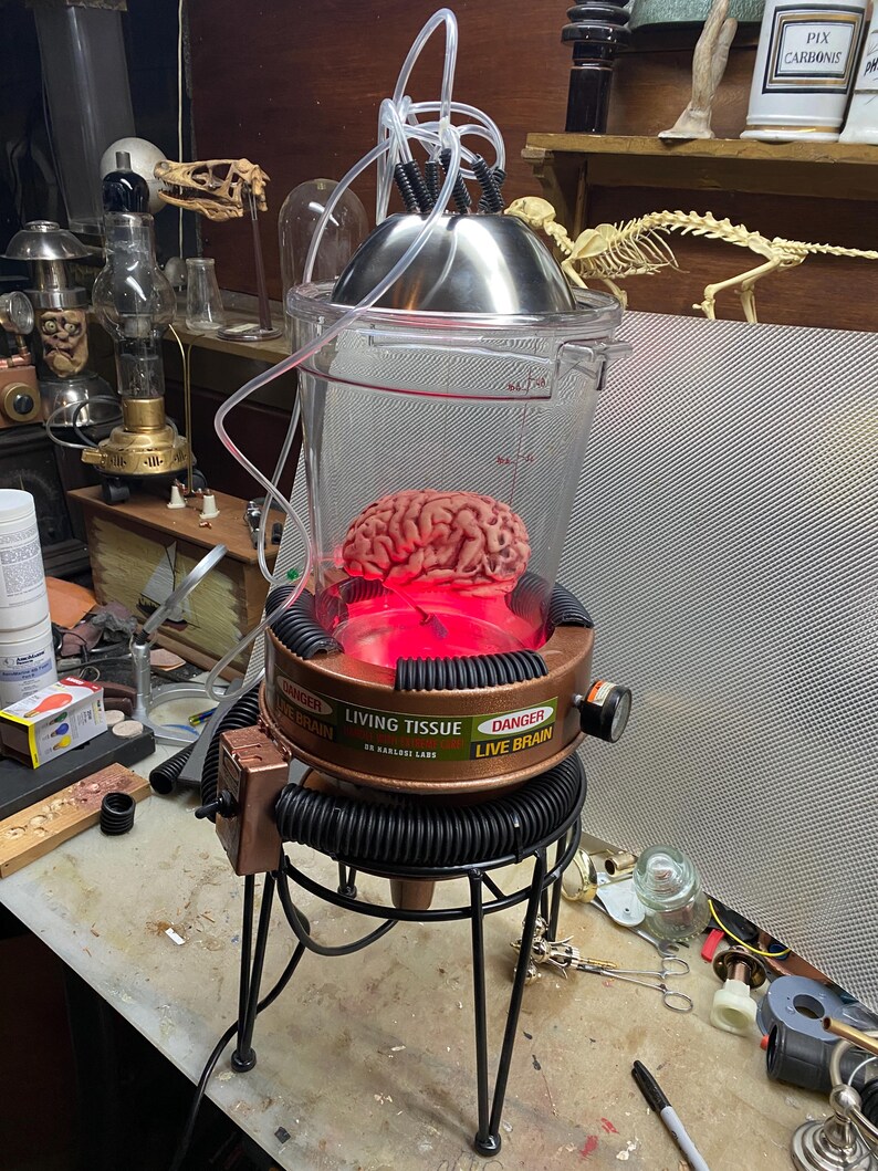Life-like Human Brain Floating in Tank - Etsy