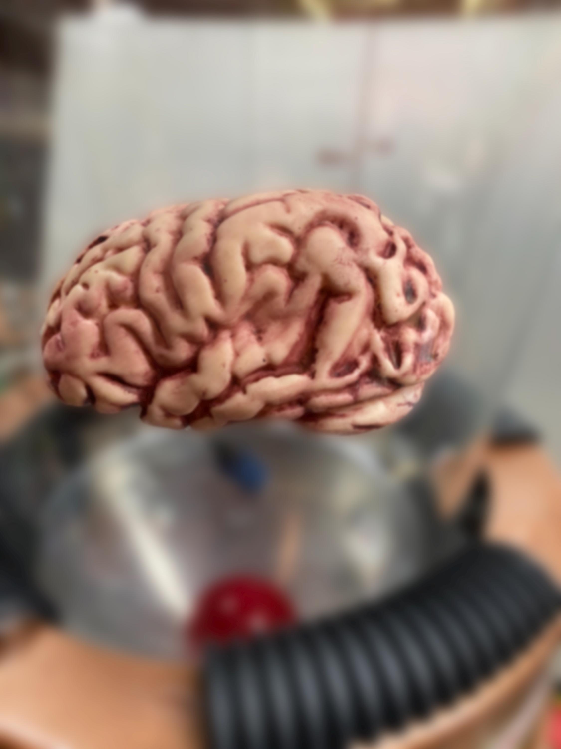 Life-like Human Brain Floating in Tank - Etsy