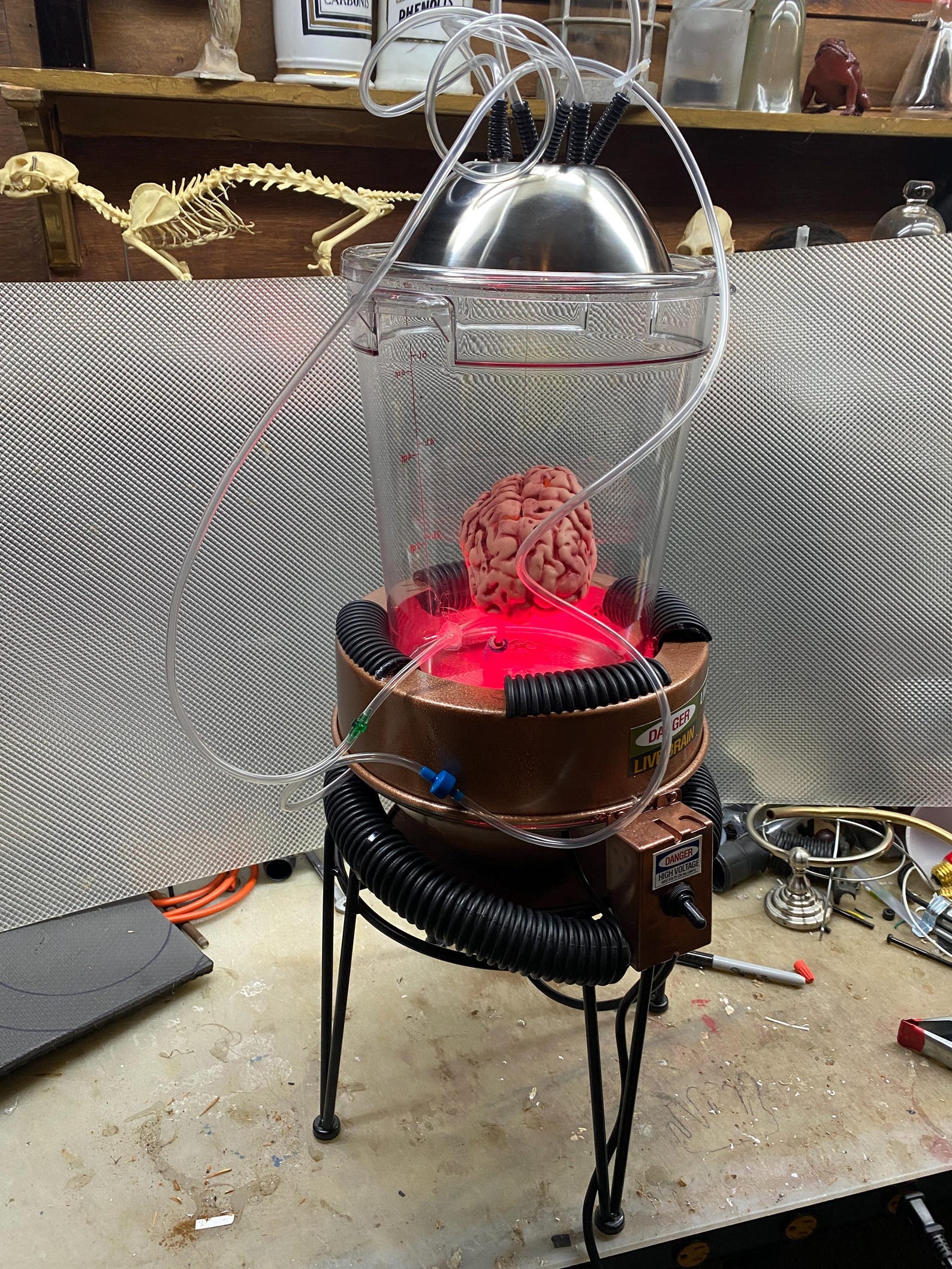 Life-like Human Brain Floating in Tank - Etsy