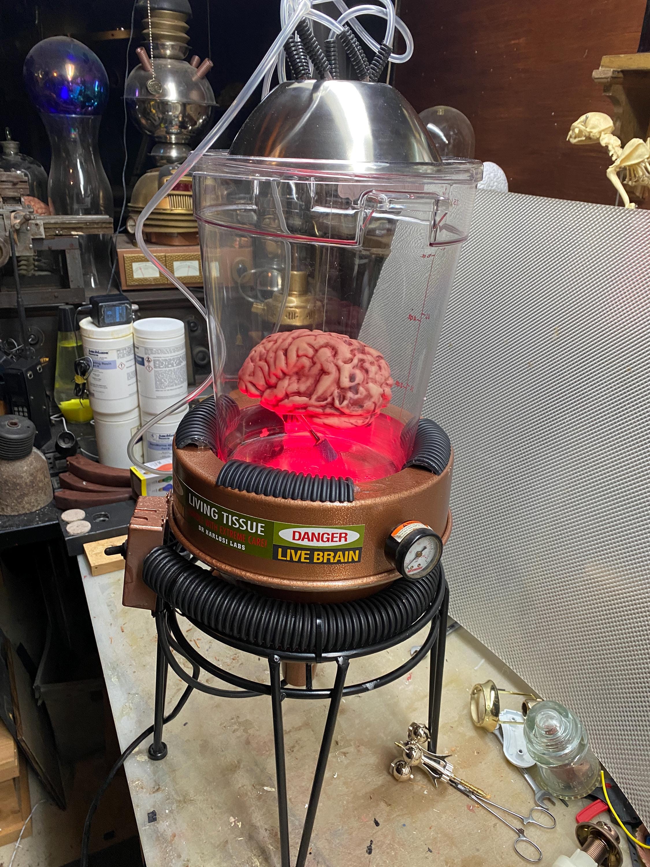 Life-like Human Brain Floating in Tank - Etsy