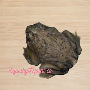 Handmade Hand-painted Frog Squishy – Cute & Scented Stress Relief Toy ...