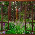 Wall mural window self adhesive forest window view-3 sizes | Etsy