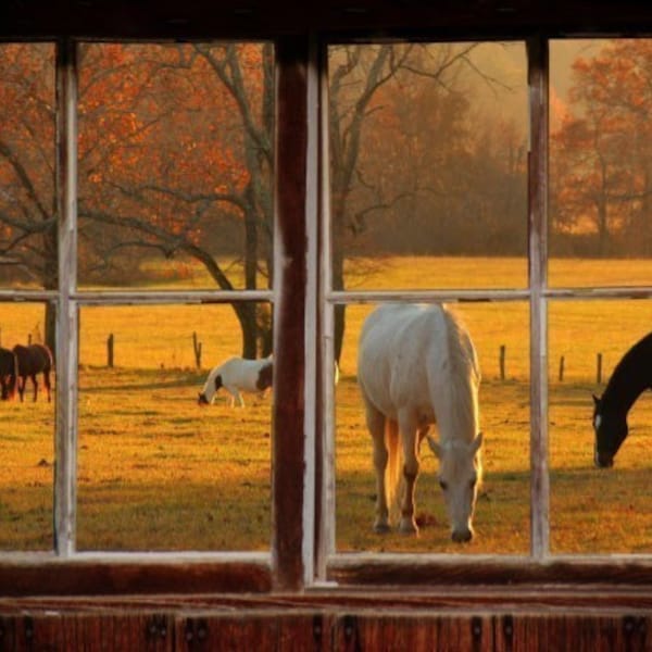 Wall Mural Sticker Window Frame Scene - Etsy