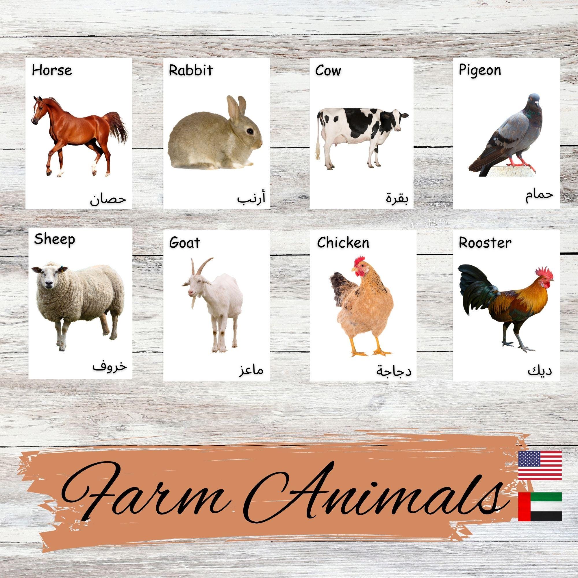 Bilingual Farm Animals Flashcards Montessori in English and Arabic for ...