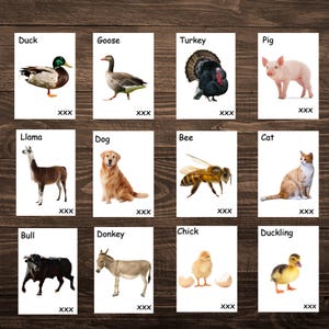 Editable Farm Animals Cards Montessori Real Animals Flashcards for ...
