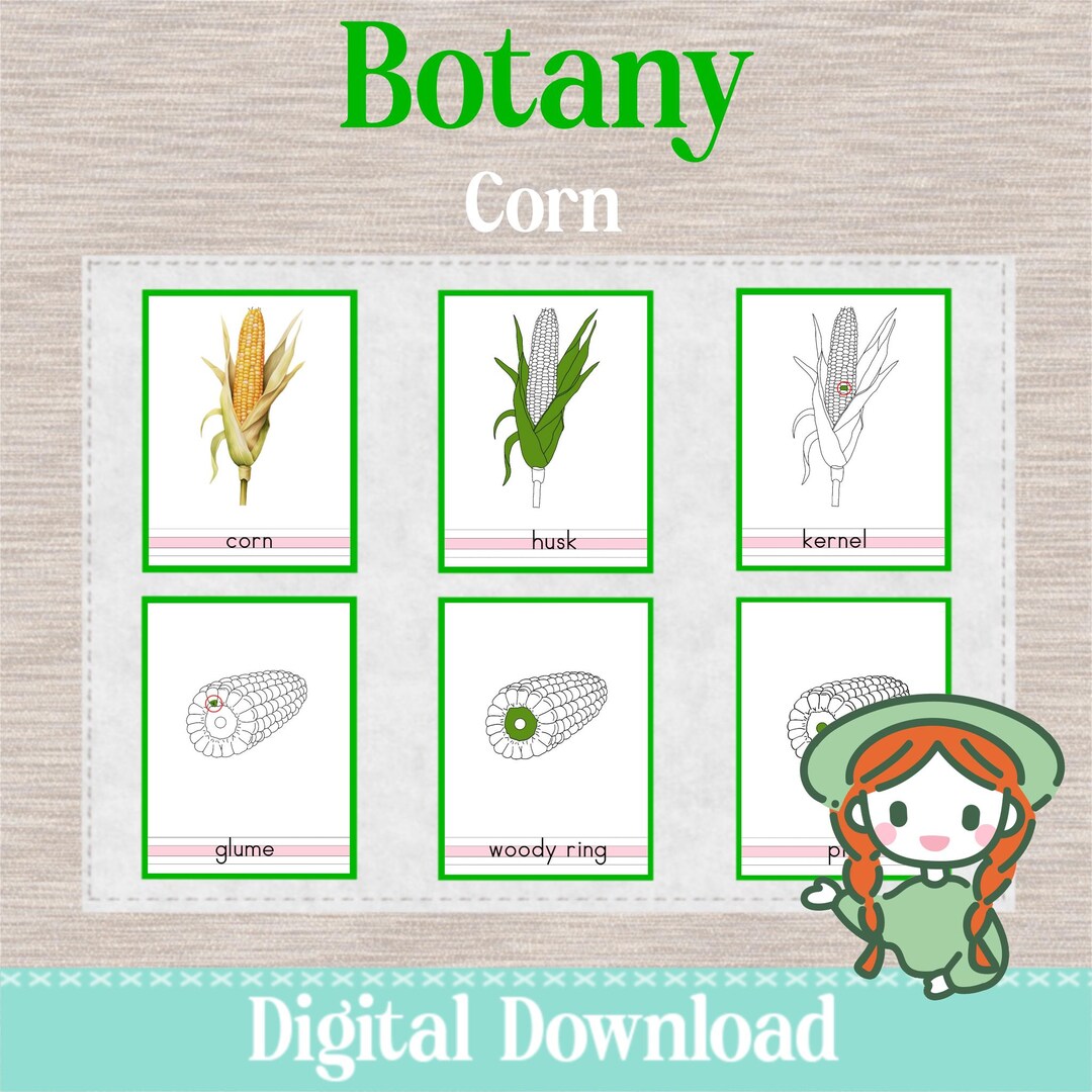 PARTS of the CORN - 3 Part Nomenclature Cards - Montessori Botany ...