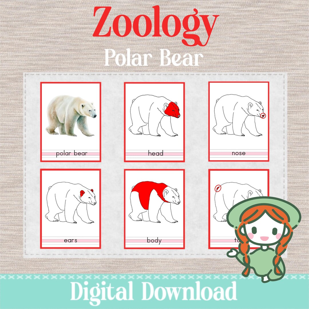 Parts of the POLAR BEAR - 3 Part Nomenclature Cards - Montessori ...