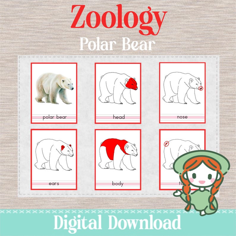 Parts of the POLAR BEAR - 3 Part Nomenclature Cards - Montessori ...