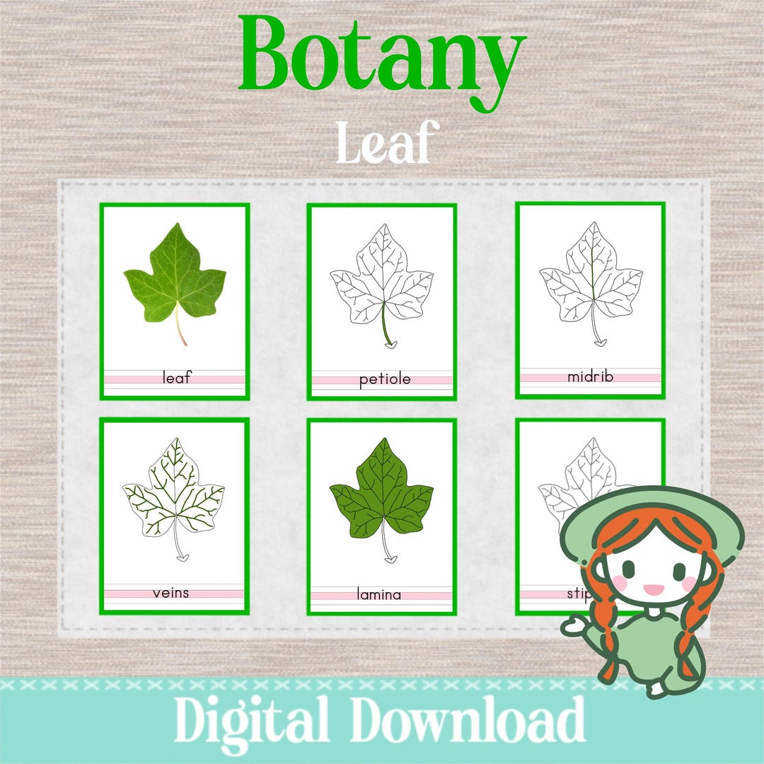 PARTS of the LEAF - 3 Part Nomenclature Cards - Montessori Botany ...