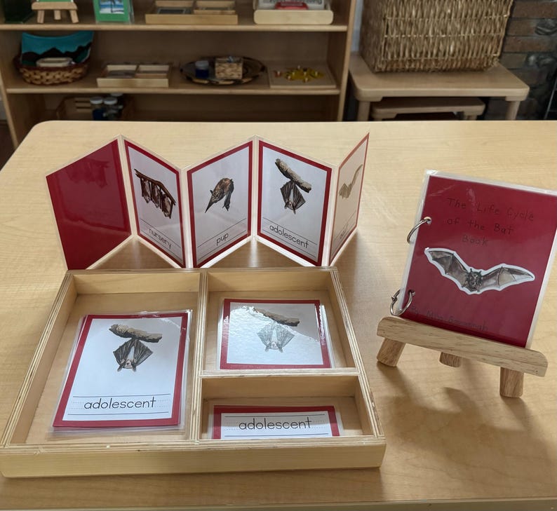 BAT Life Cycle - 3 Part Nomenclature Cards - Montessori Zoology Science ...