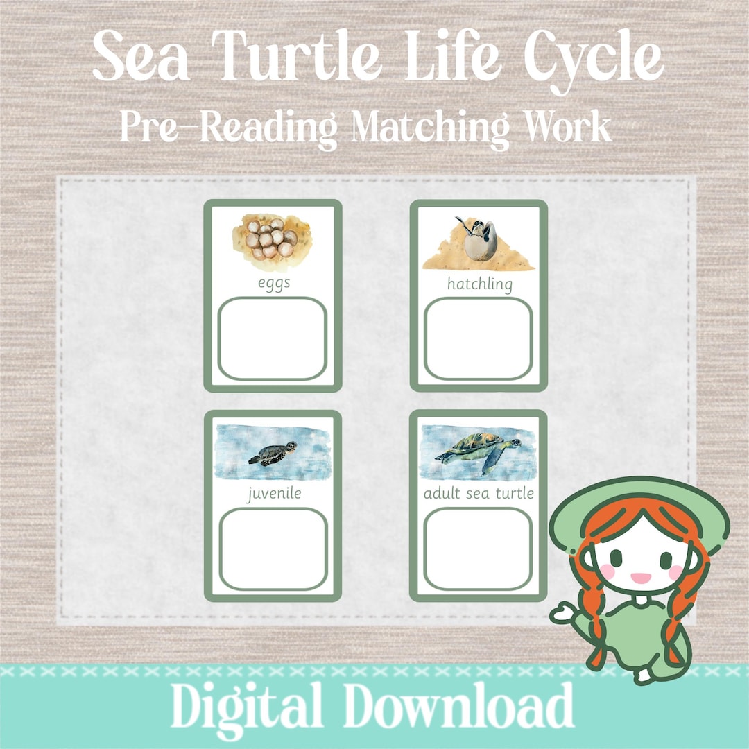 TURTLE Life Cycle Montessori Pre Reading Language Matching Cards - Etsy