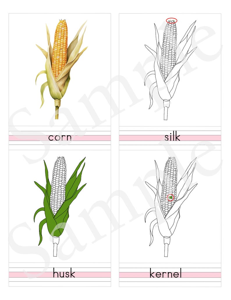 PARTS of the CORN - 3 Part Nomenclature Cards - Montessori Botany ...
