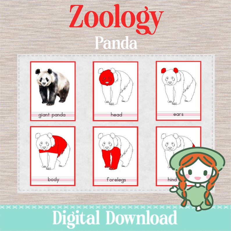 PARTS of the PANDA - 3 Part Nomenclature Cards - Montessori Zoology ...