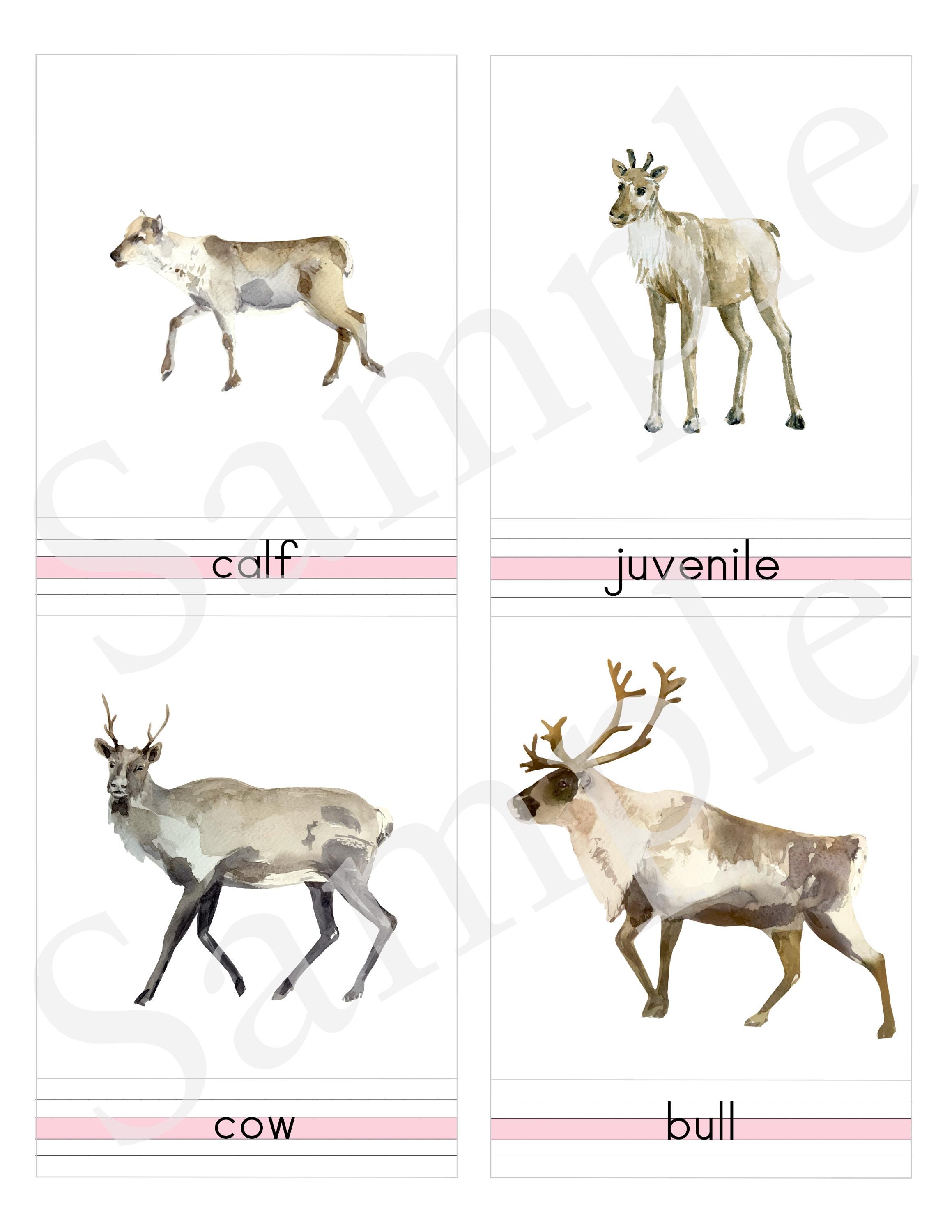 CARIBOU Life Cycle - 3 Part Nomenclature Cards - Montessori Zoology ...