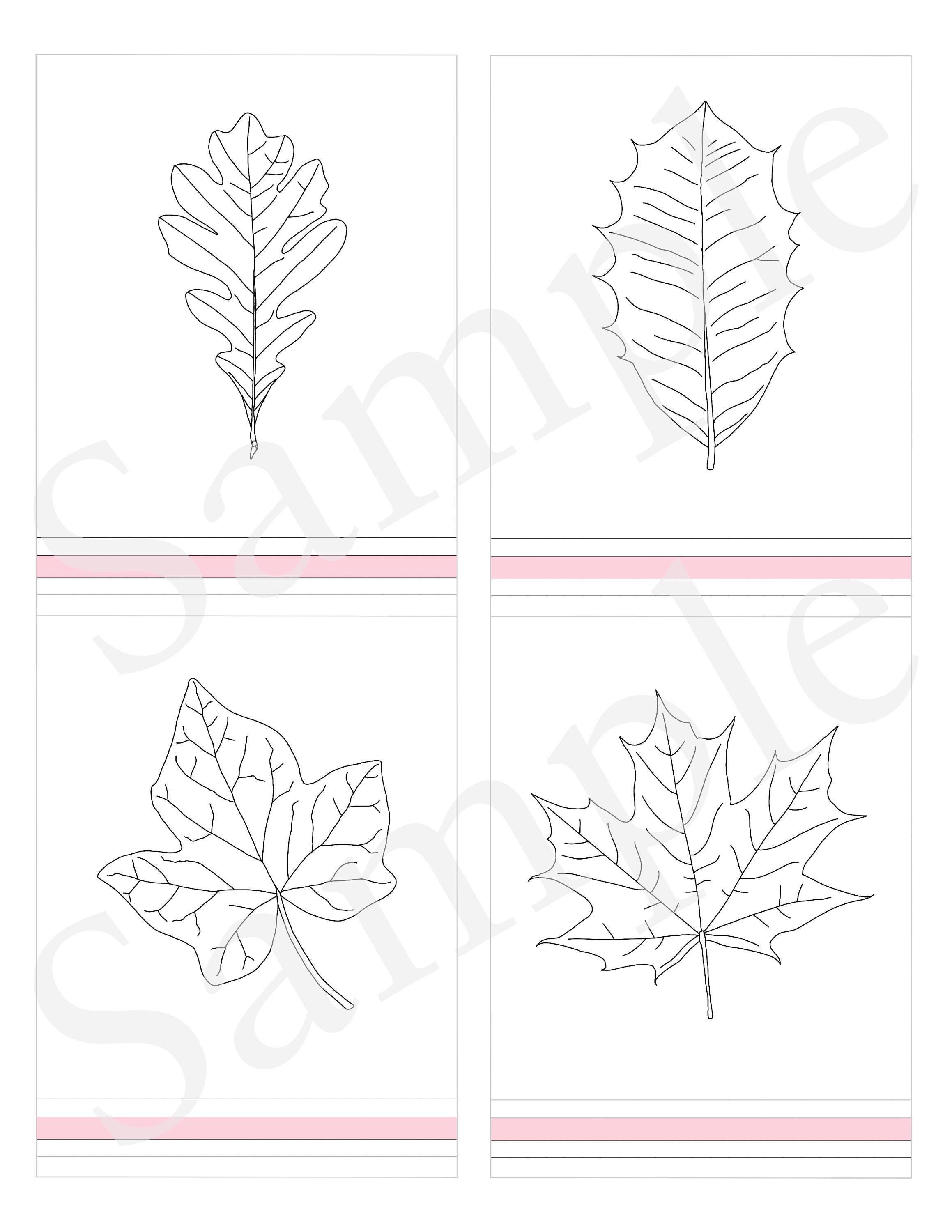 Types of LEAVES - 3 Part Nomenclature Cards - Montessori Botany Science ...
