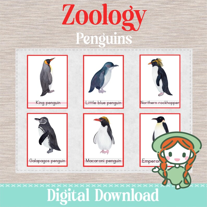 PENGUIN Species/types - 3 Part Nomenclature Cards - Montessori Zoology ...