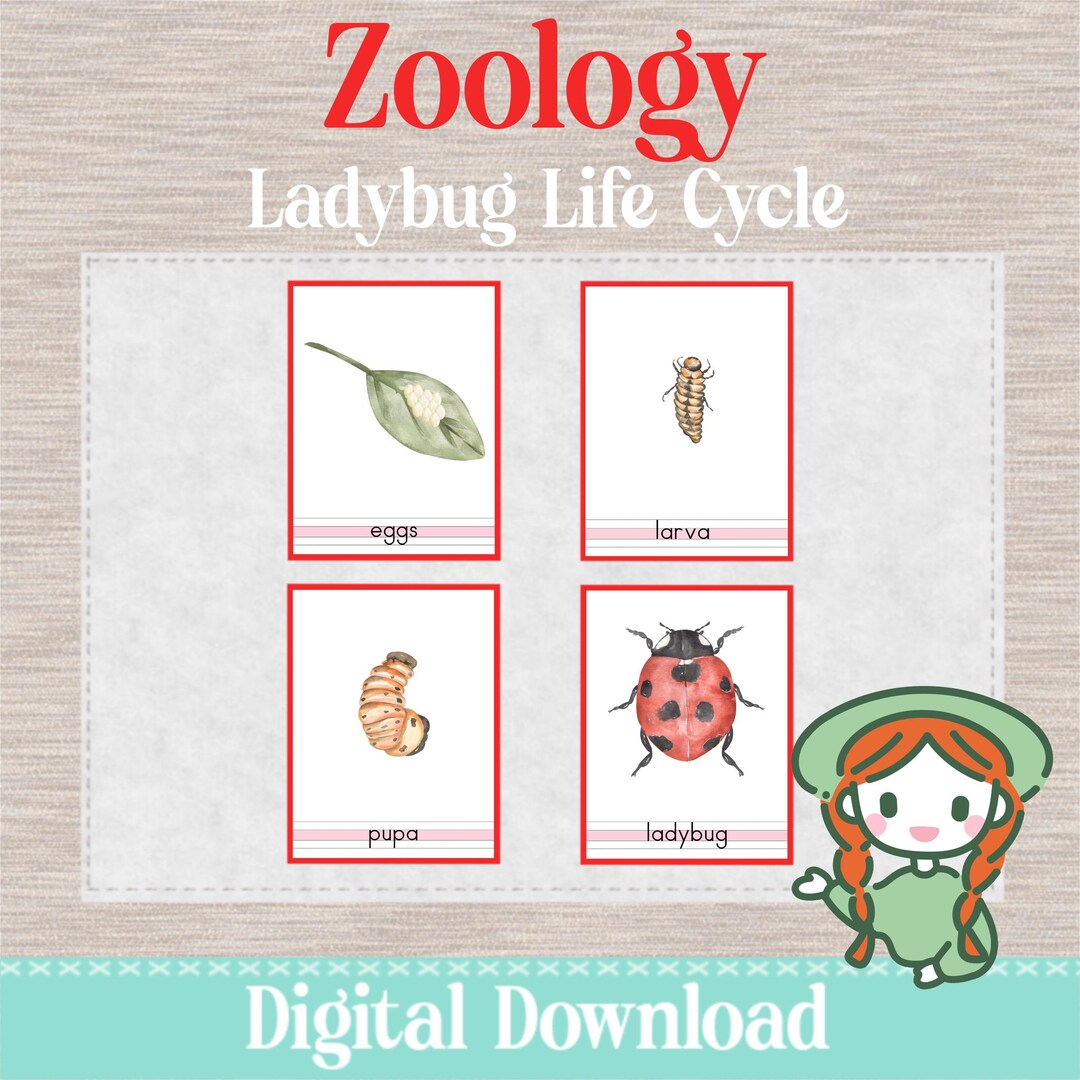 LADYBUG Life Cycle - 3 Part Nomenclature Cards - Montessori Zoology ...