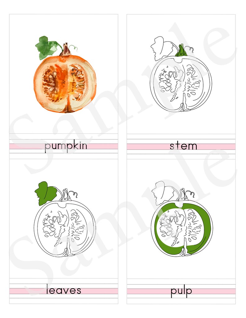 PARTS of the PUMPKIN - 3 Part Nomenclature Cards - Montessori Botany ...