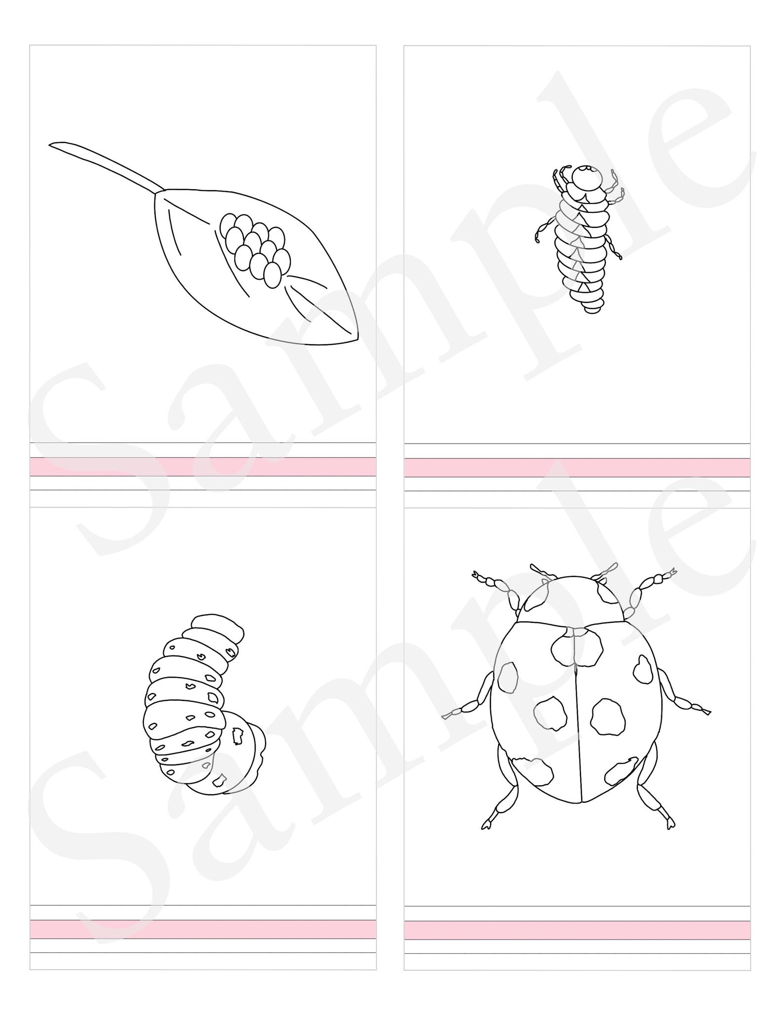 LADYBUG Life Cycle - 3 Part Nomenclature Cards - Montessori Zoology ...