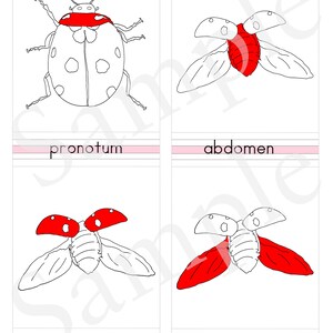 PARTS of the LADYBUG - 3 Part Nomenclature Cards - Montessori Zoology ...