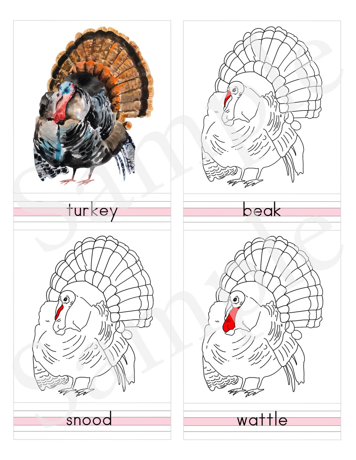 PARTS of the TURKEY - 3 Part Nomenclature Cards - Montessori Zoology ...
