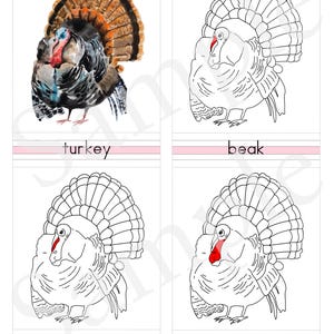PARTS of the TURKEY - 3 Part Nomenclature Cards - Montessori Zoology ...