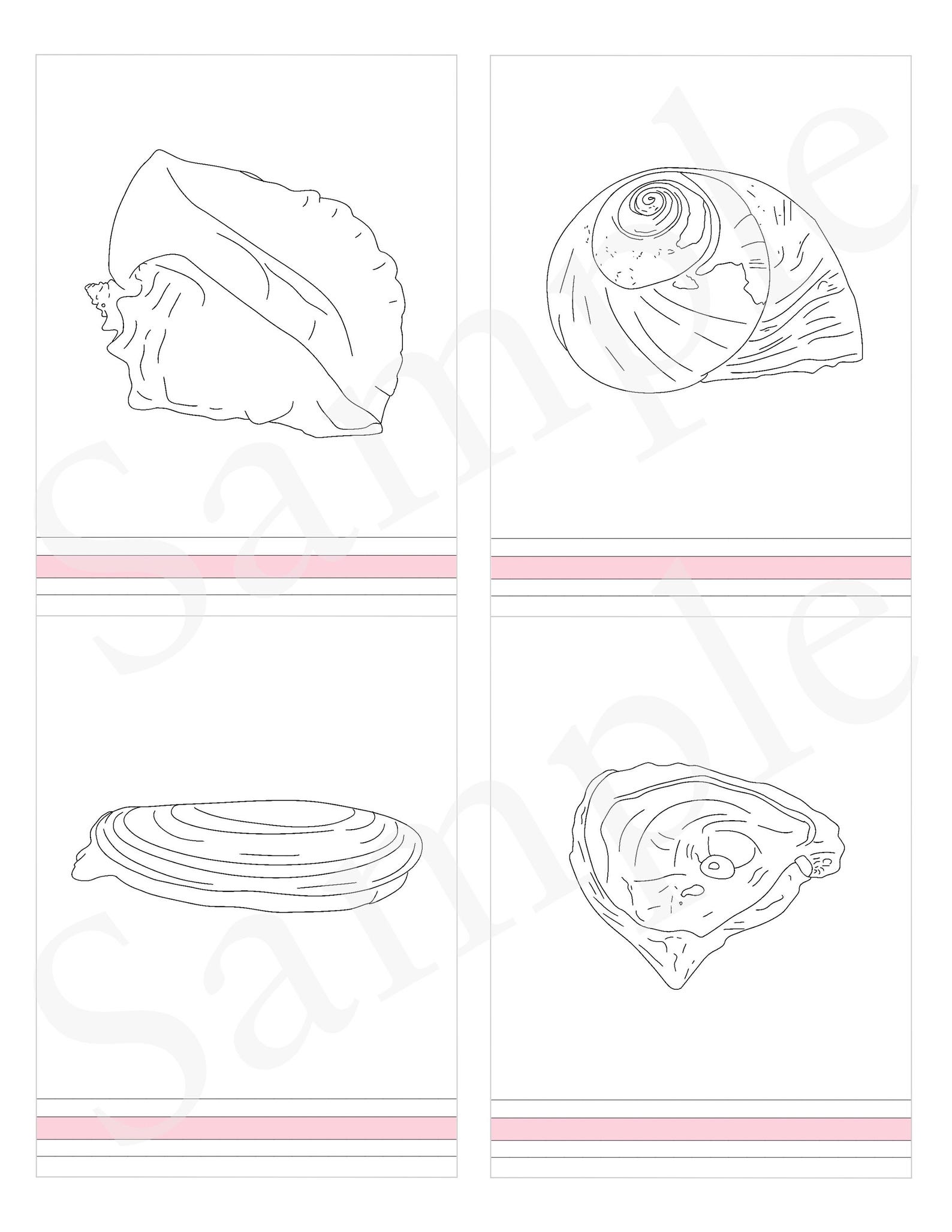 MOLLUSKS 3 Part Nomenclature Cards - Montessori Zoology Science - Etsy