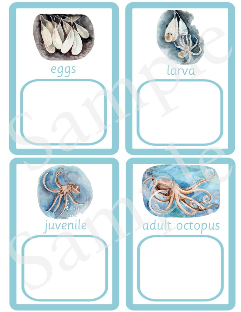 OCTOPUS Life Cycle Montessori Pre Reading Language Matching Cards - Etsy