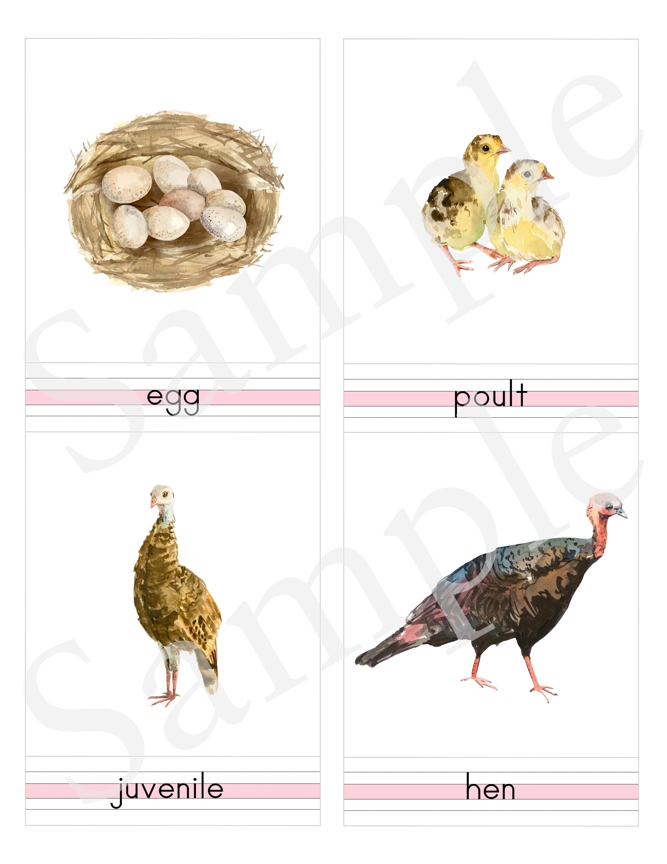 TURKEY Life Cycle - 3 Part Nomenclature Cards - Montessori Zoology ...