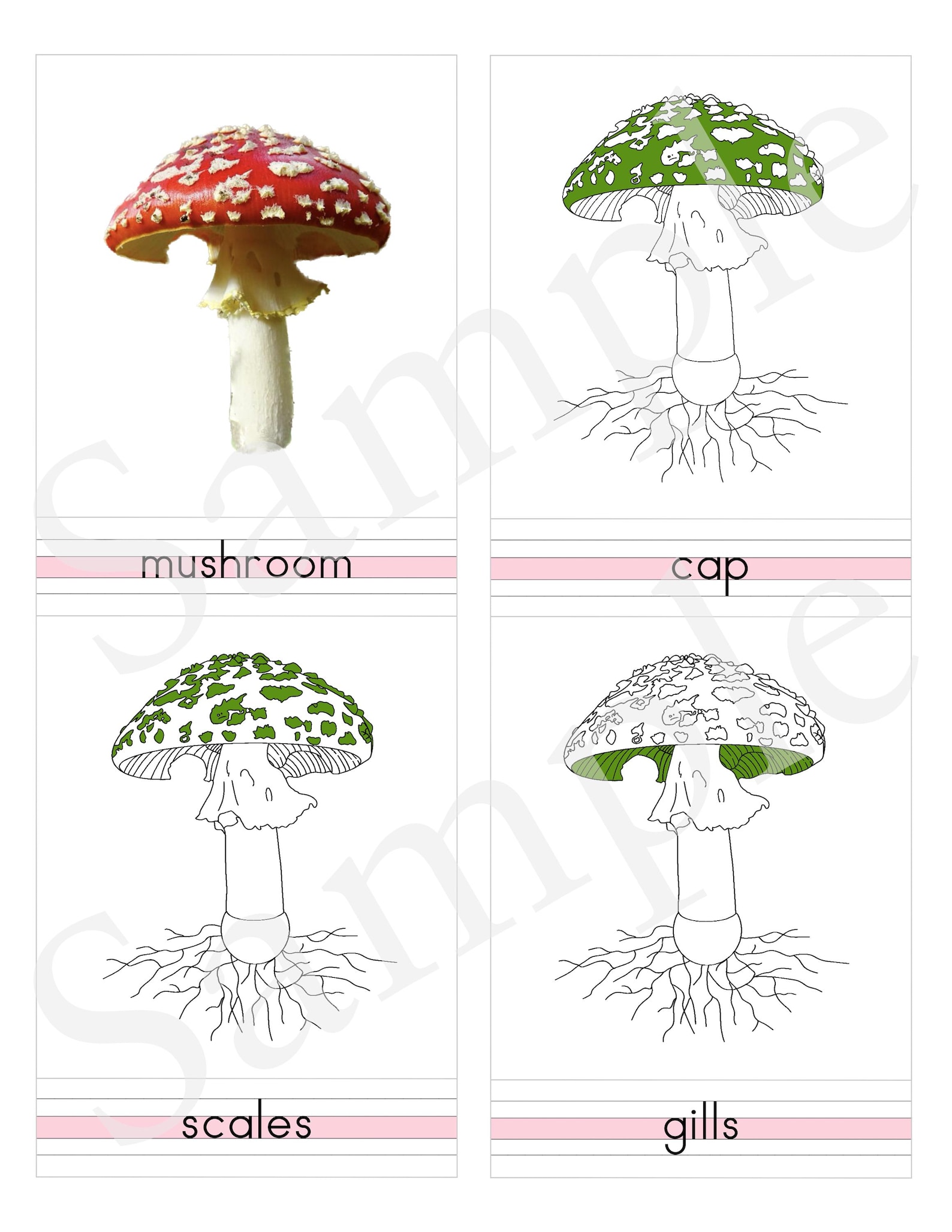 PARTS of the MUSHROOM - 3 Part Nomenclature Cards - Montessori Botany ...