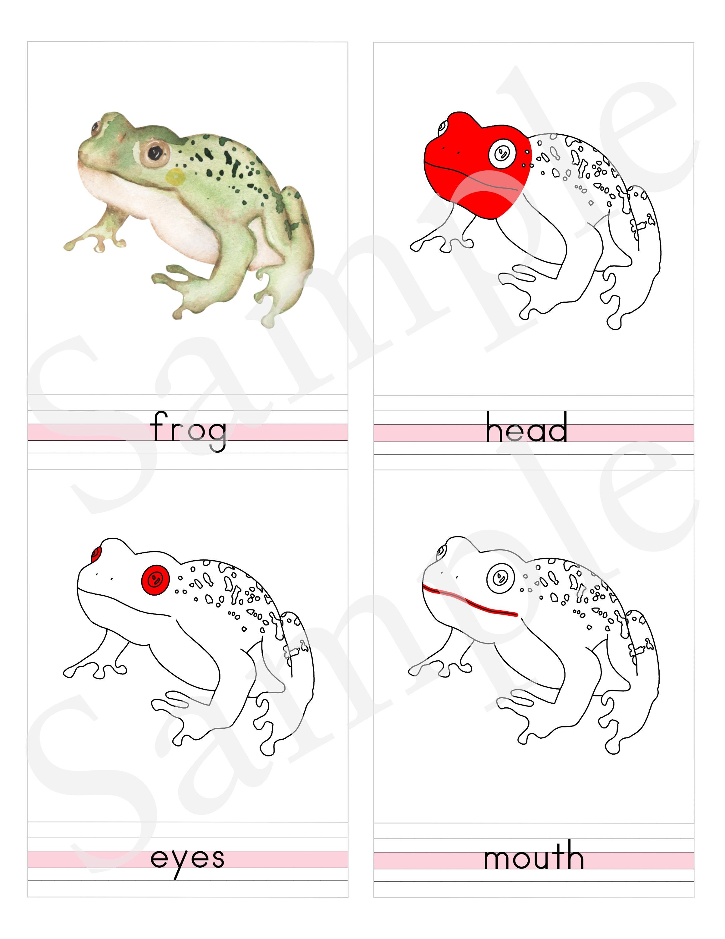 PARTS of the FROG - 3 Part Nomenclature Cards - Montessori Zoology ...