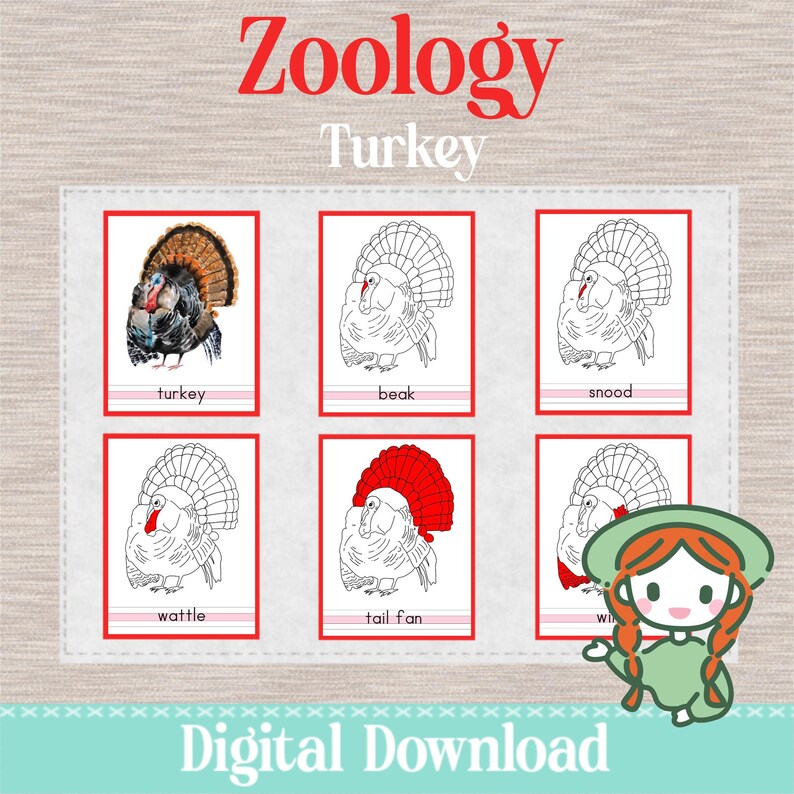 PARTS of the TURKEY - 3 Part Nomenclature Cards - Montessori Zoology ...