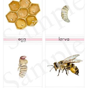 HONEYBEE Life Cycle - 3 Part Nomenclature Cards - Montessori Zoology ...
