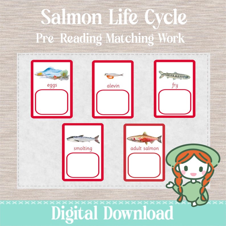 SALMON Life Cycle Montessori Pre Reading Language Matching Cards - Etsy