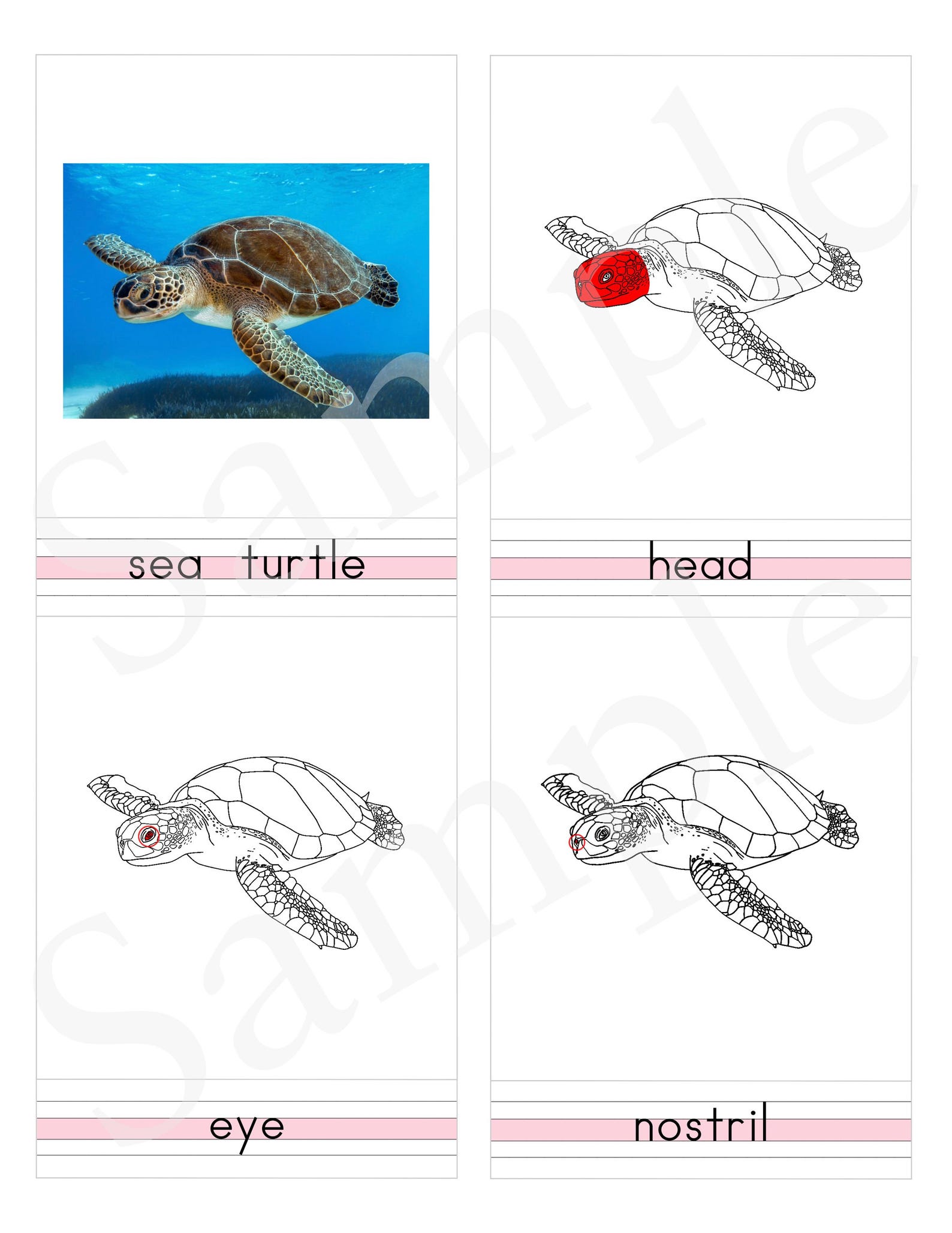 PARTS of the SEA TURTLE - 3 Part Nomenclature Cards - Montessori ...