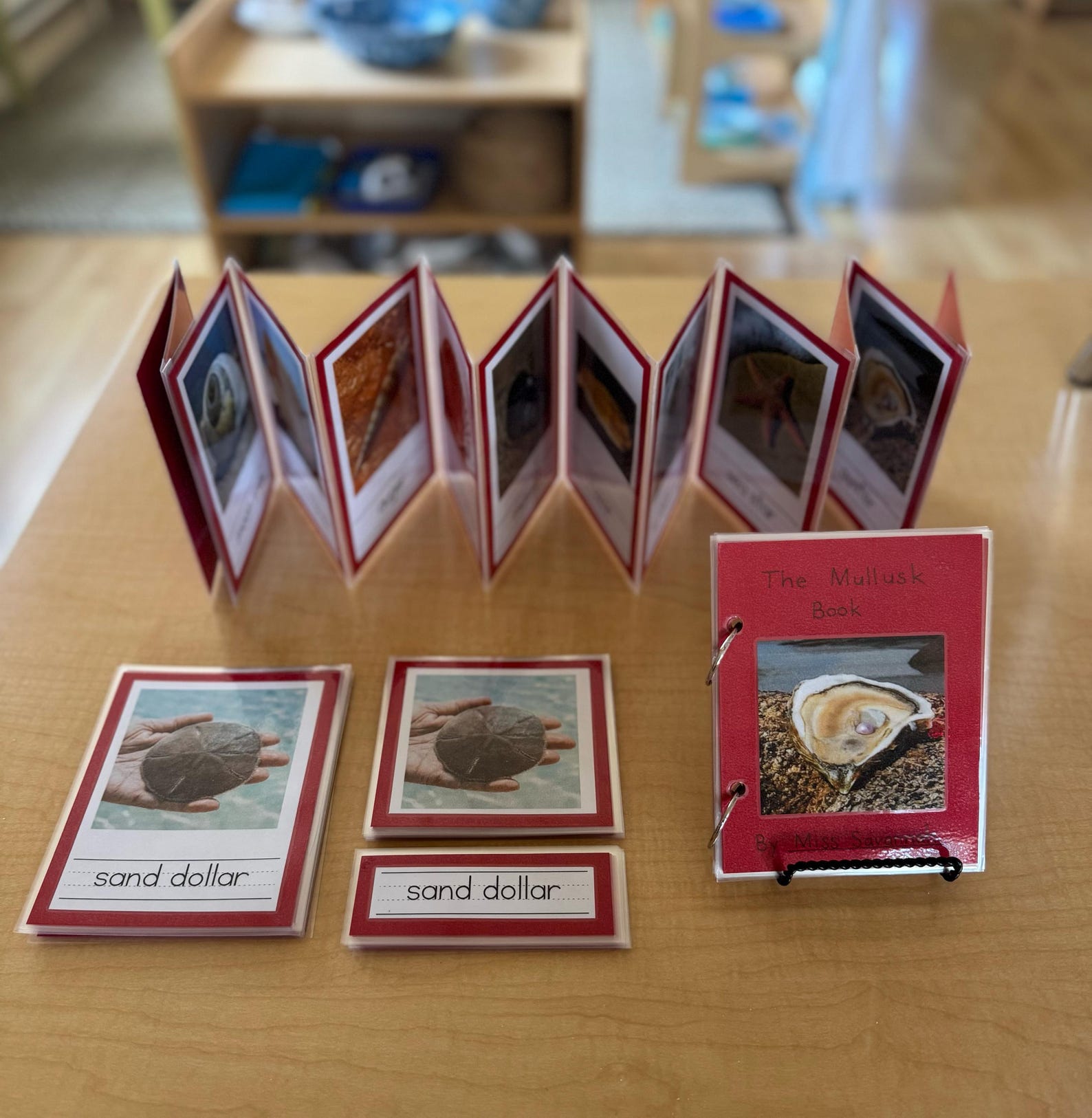 MOLLUSKS 3 Part Nomenclature Cards - Montessori Zoology Science - Etsy