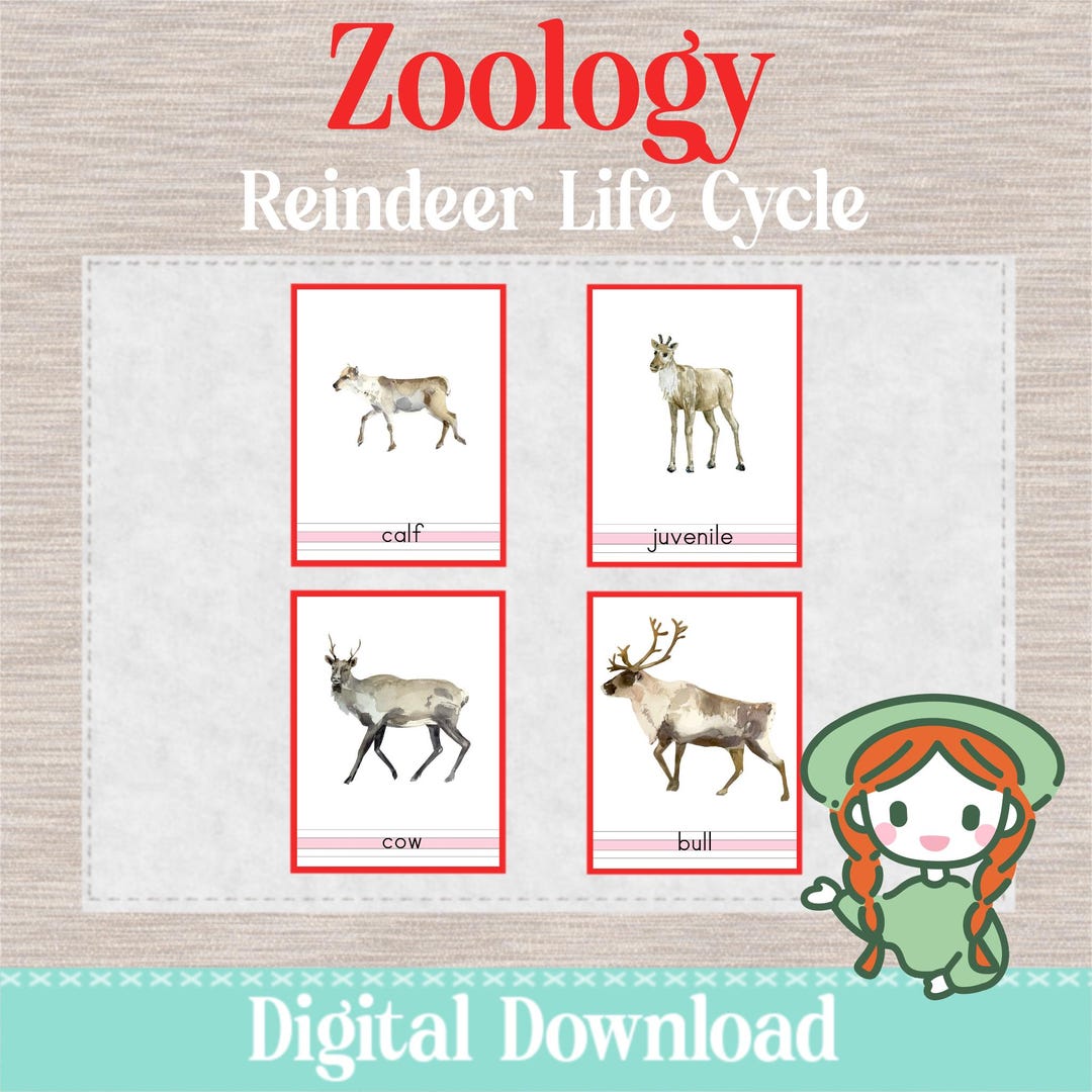 REINDEER Life Cycle - 3 Part Nomenclature Cards - Montessori Zoology ...